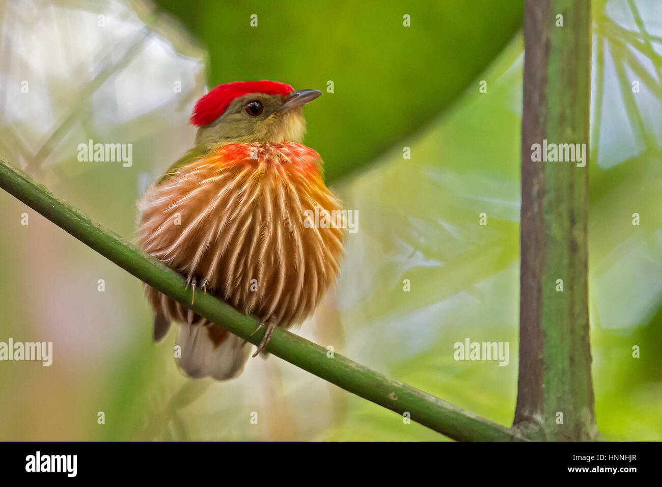 Machaeropterus regulus hi-res stock photography and images - Alamy