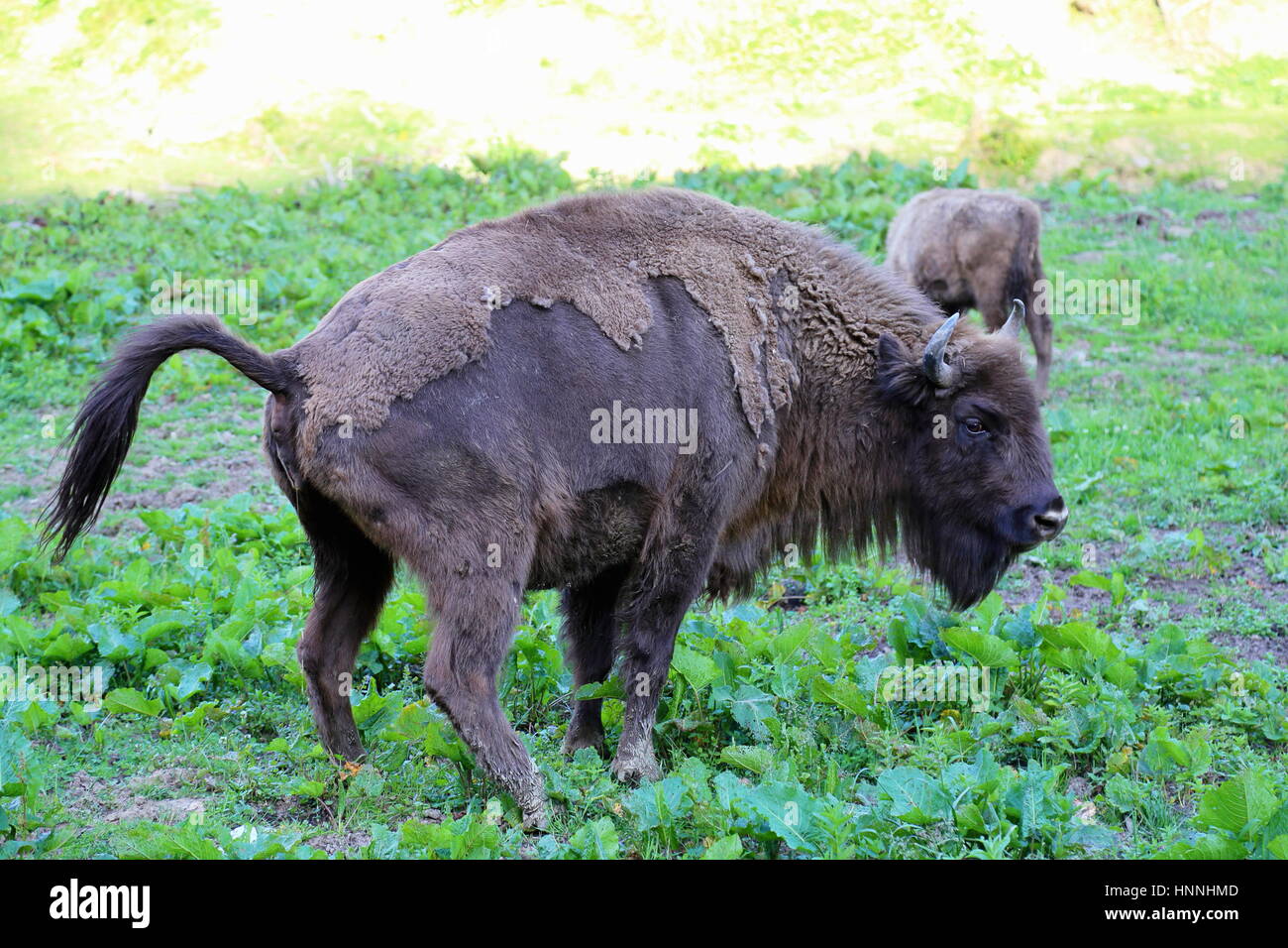 European Bison (Bison bonasus) in Bieszczady National Park, Poland ...