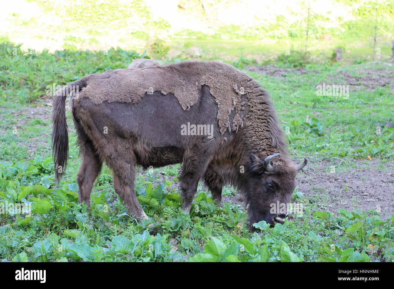 European Bison (Bison bonasus) in Bieszczady National Park, Poland ...