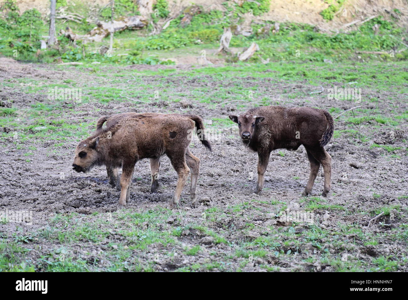 Young European Bison (Bison bonasus) in Bieszczady National Park ...