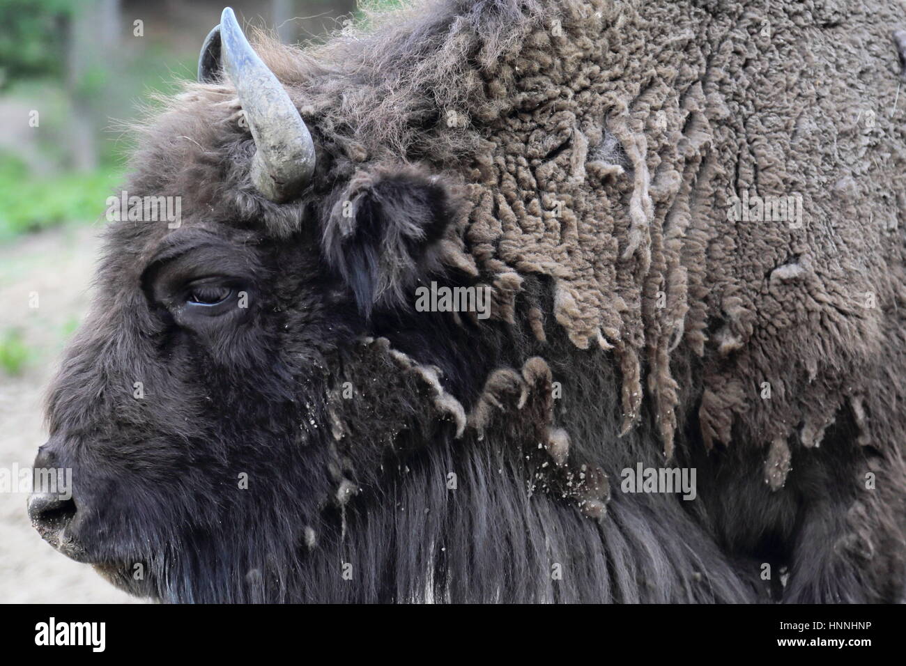 European Bison (Bison bonasus) in Bieszczady National Park, Poland ...