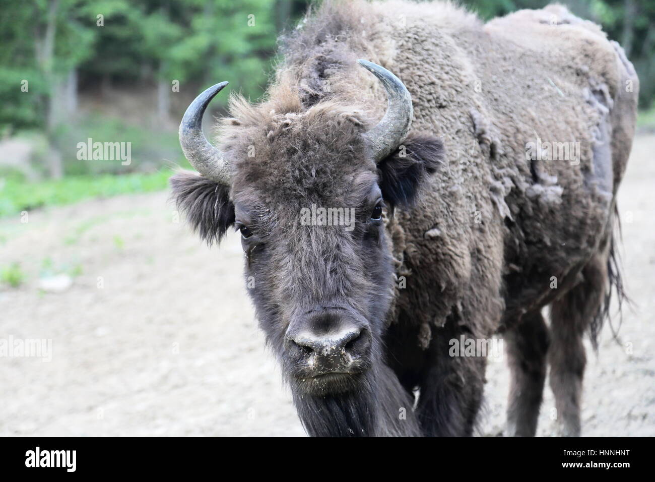 European Bison (Bison bonasus) in Bieszczady National Park, Poland ...