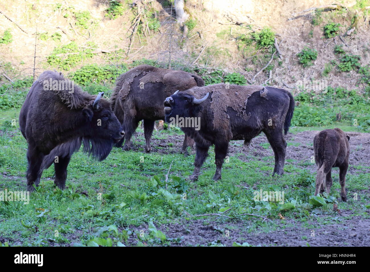 Herd of European Bison (Bison bonasus) in Bieszczady National Park ...