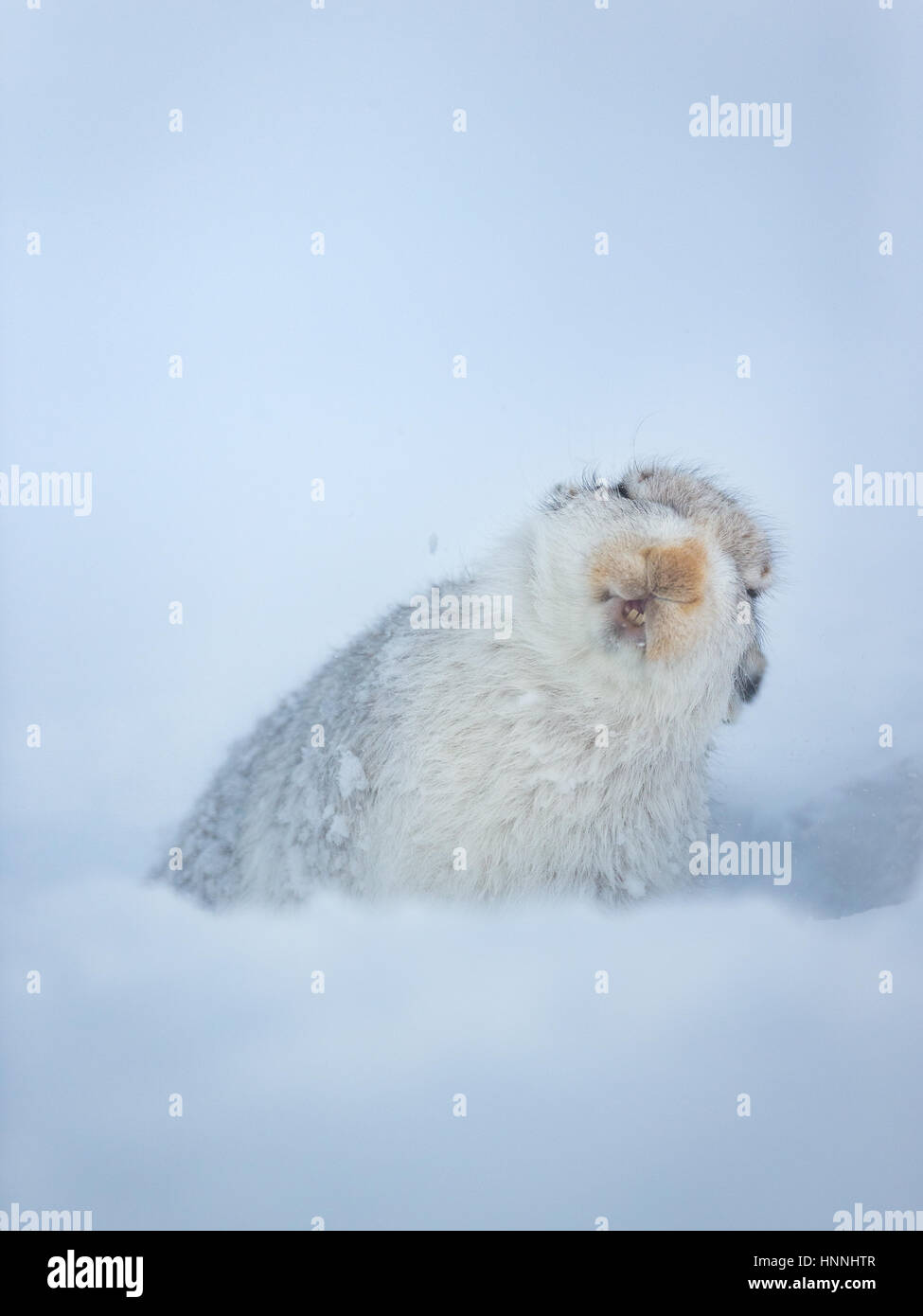 Scottish Mountain Hare (Lepus timidus) shaking snow off its fur in ...