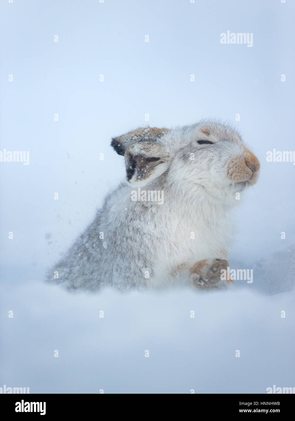 Shaking off snow hi-res stock photography and images - Alamy
