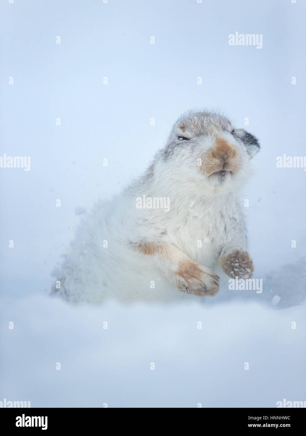 Shaking Powder High Resolution Stock Photography and Images - Alamy