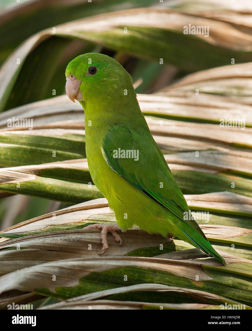 Spectacled Parrotlet (Forpus conspicillatus), Cali, Valle del Cauca ...