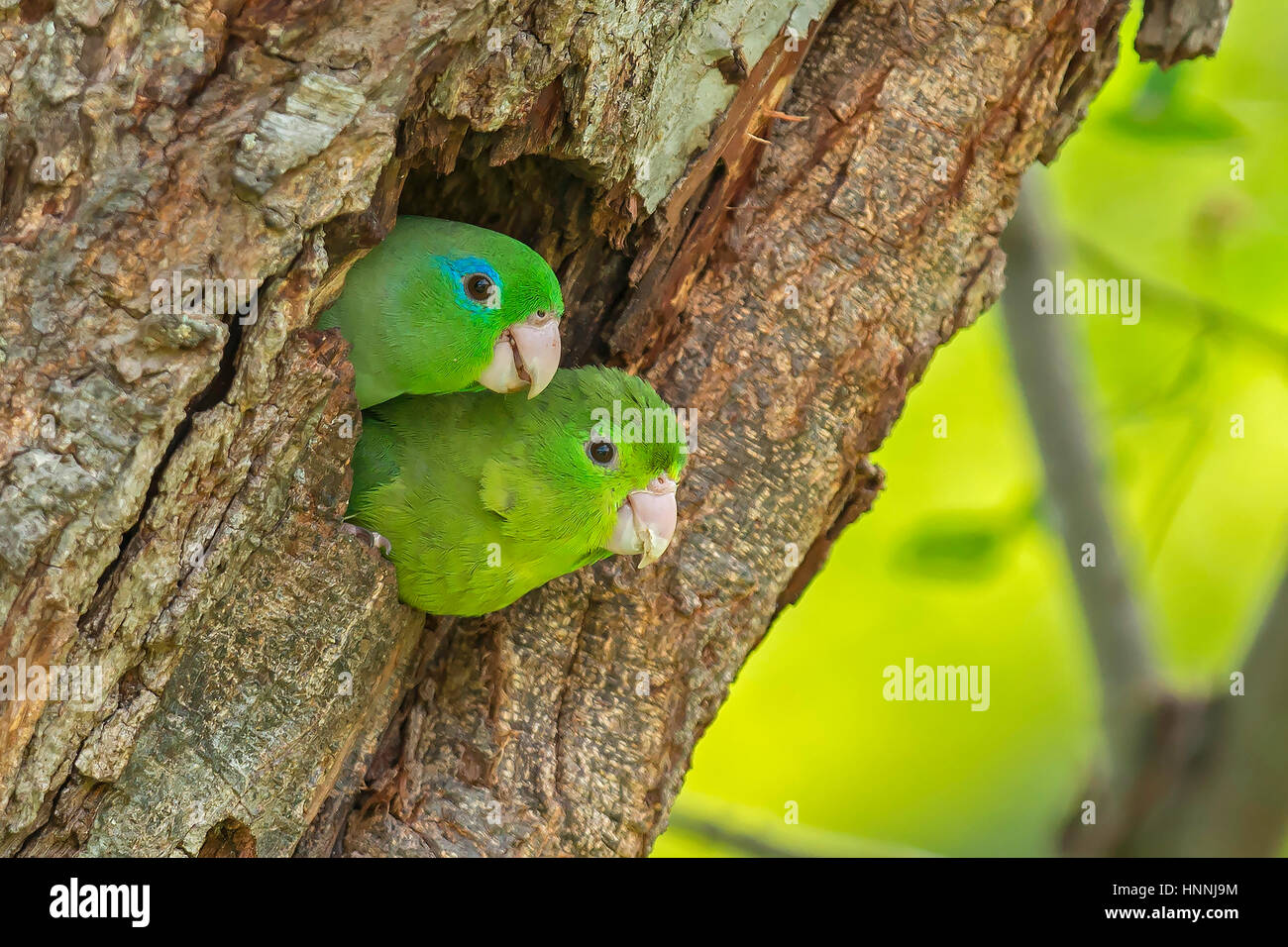 Spectacled Parrotlet (Forpus conspicillatus), Cali, Valle del Cauca ...
