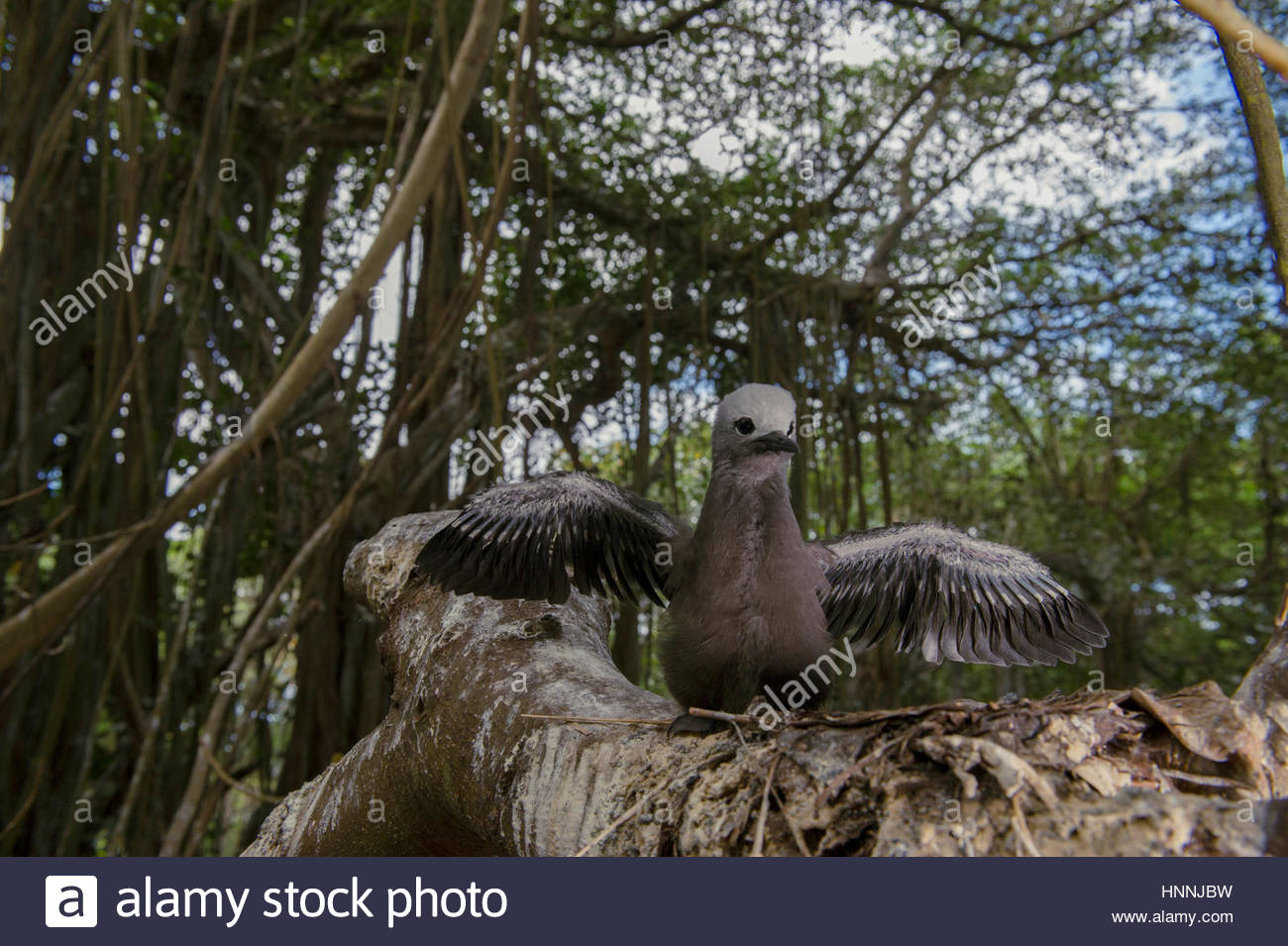 Lesser Noddy Stock Photos & Lesser Noddy Stock Images - Alamy