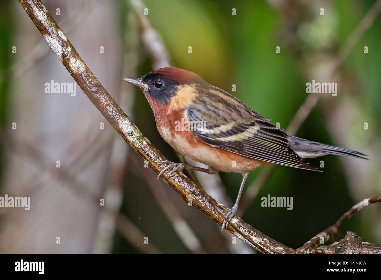 Warbler of colombia hi-res stock photography and images - Alamy
