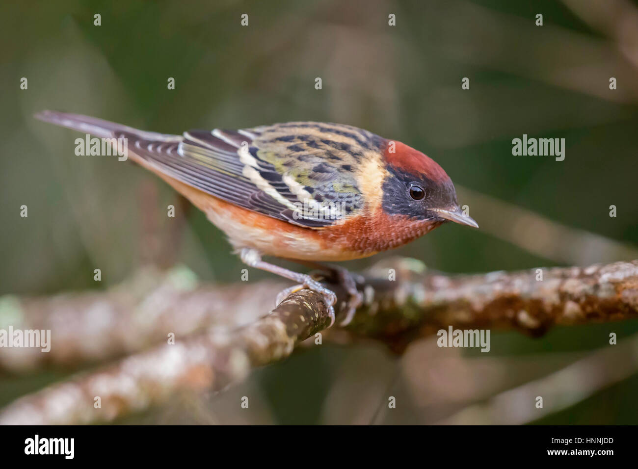 Reinita castana hi-res stock photography and images - Alamy