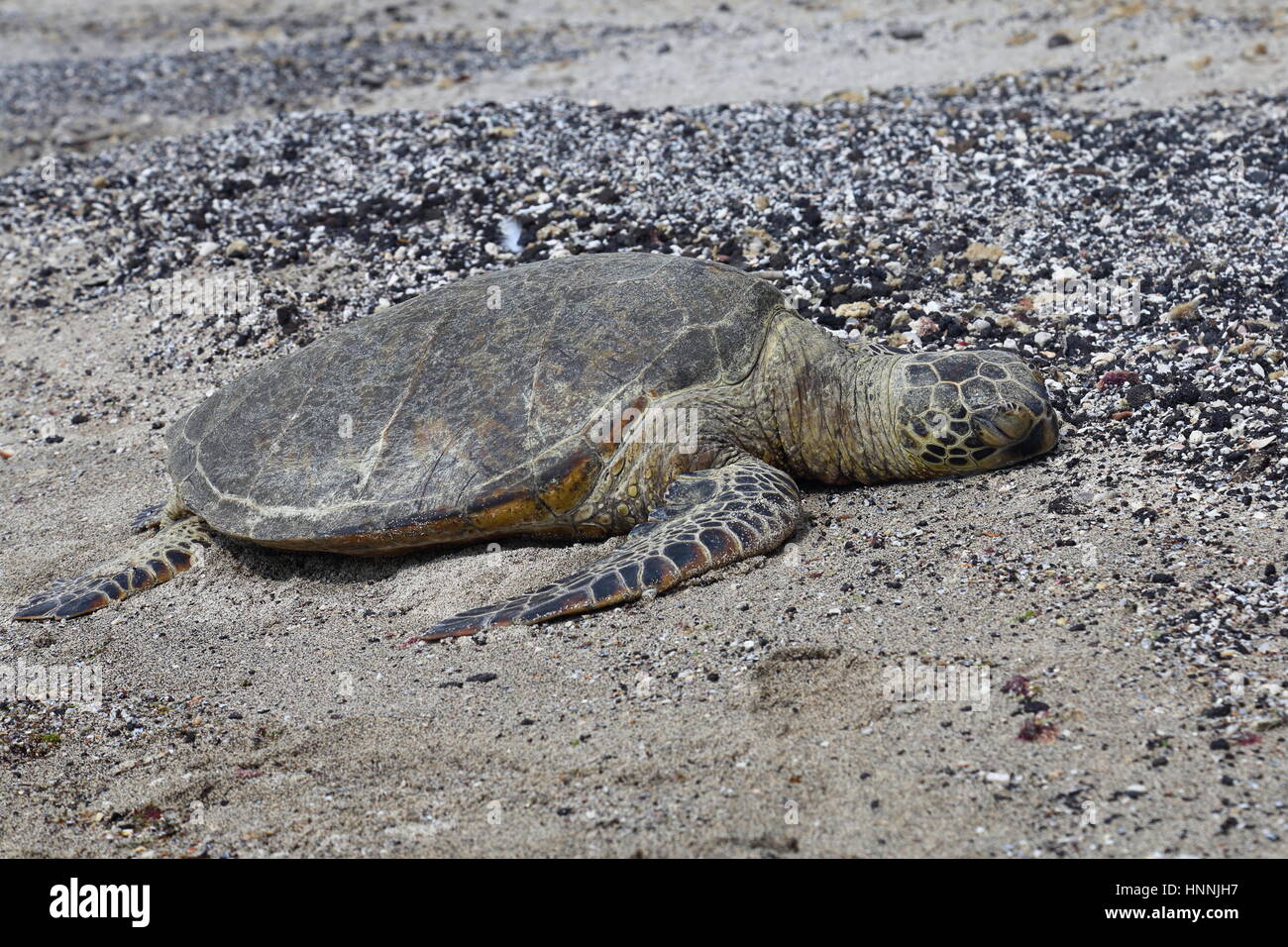 Green Sea Turtle on the beach on Hawaii Big Island Stock Photo - Alamy