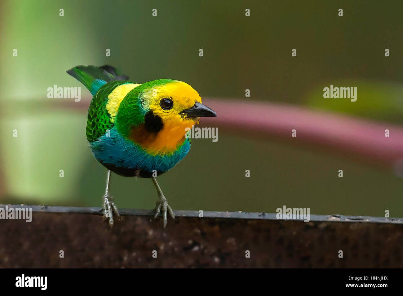 Multicolored Tanager (Chlorochrysa nitidissima), km 18, Cali, Valle del ...