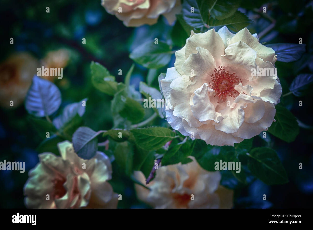 Anniversary beautiful beauty bloom blossom hi-res stock photography and ...