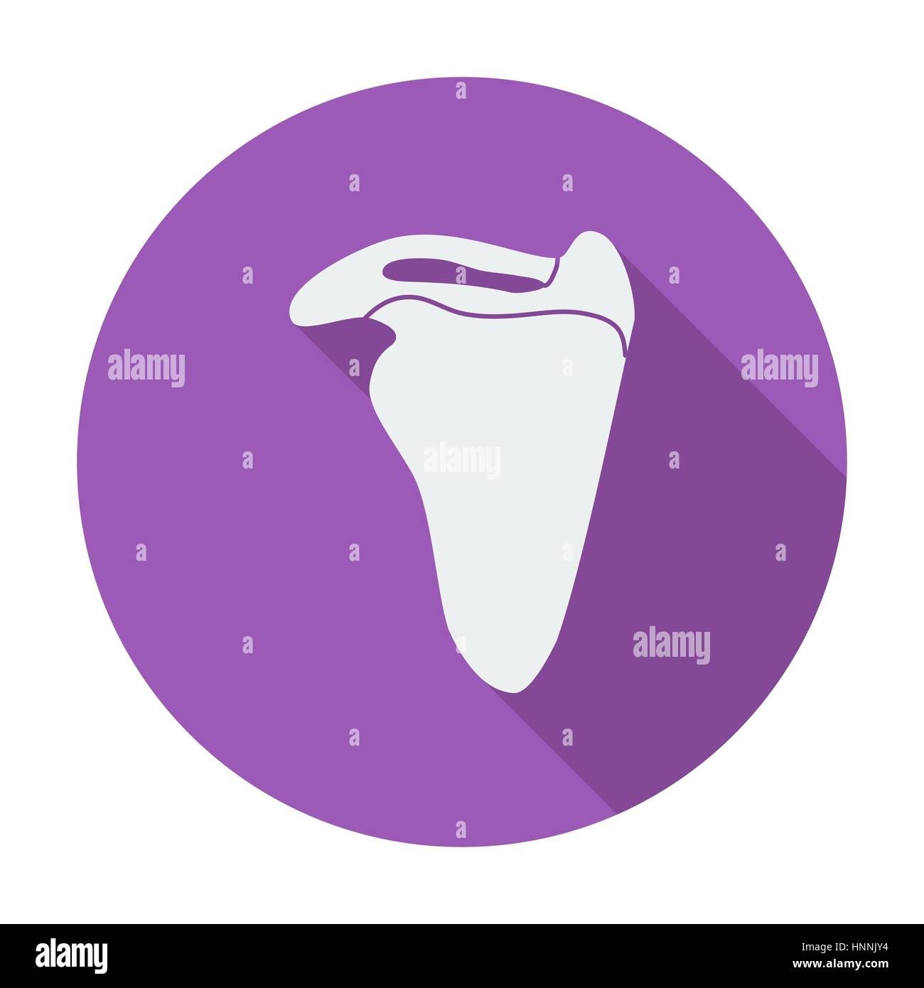 Scapula Cut Out Stock Images & Pictures - Alamy