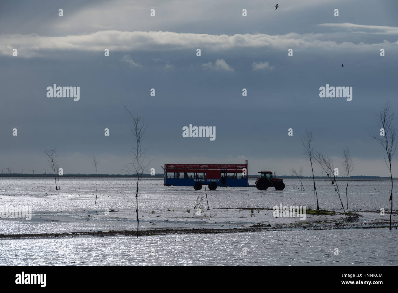 The "Tractor Bus" to Mandoe Island through the Danish Wadden Sea ...