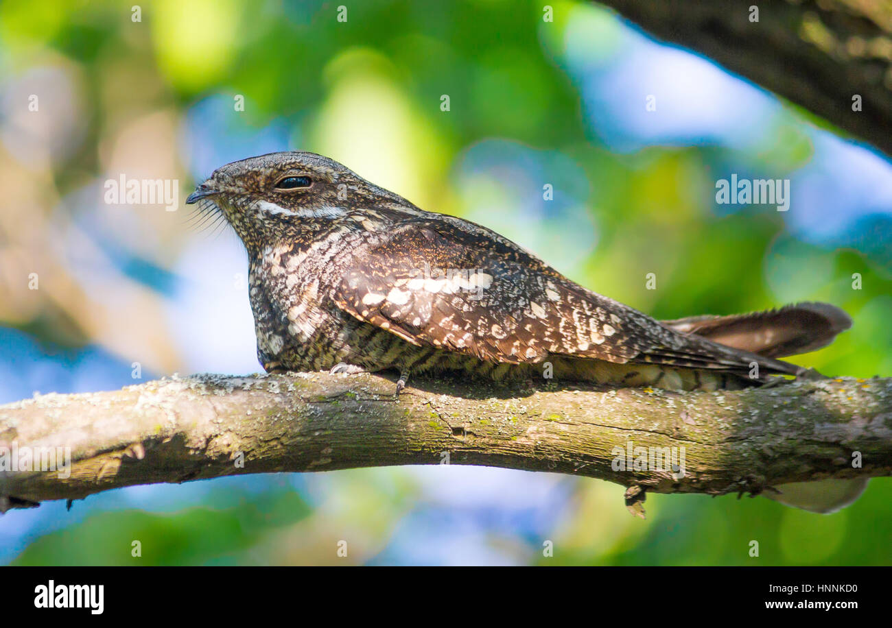 Nightjar hi-res stock photography and images - Alamy