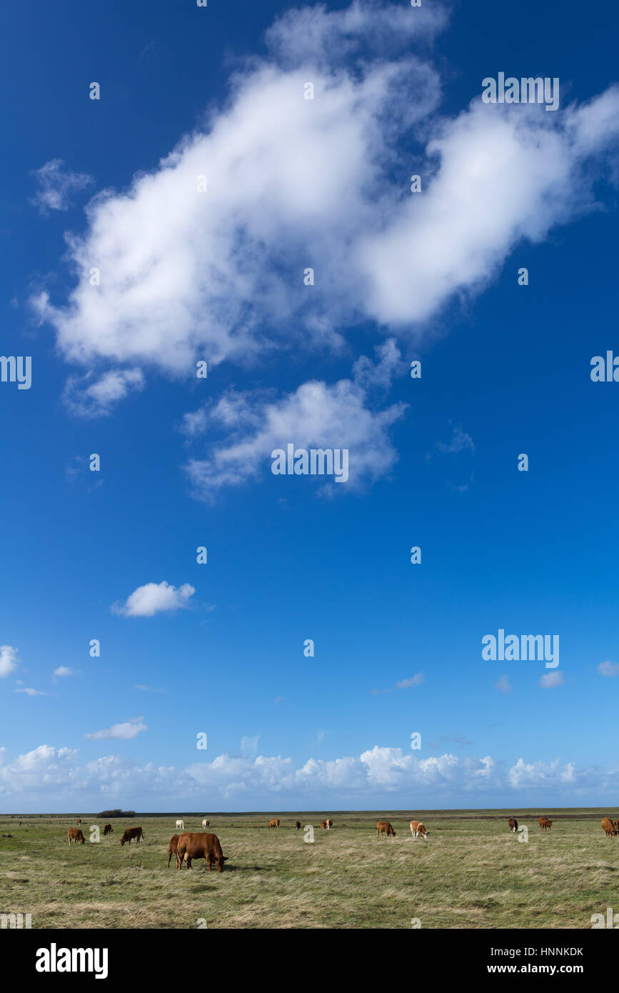 Danish wadden sea cow hi-res stock photography and images - Alamy