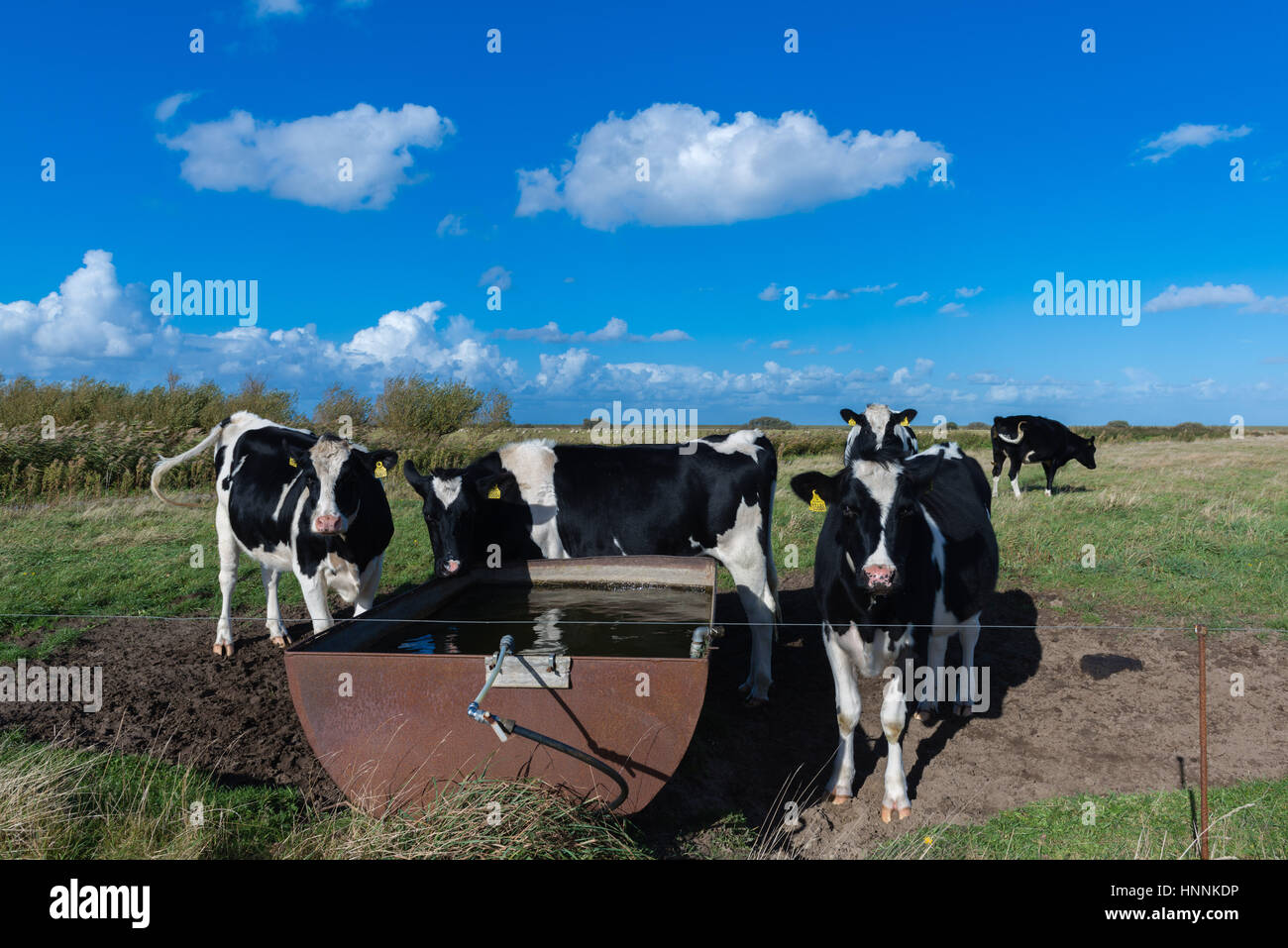 Jutland cattle hi-res stock photography and images - Alamy