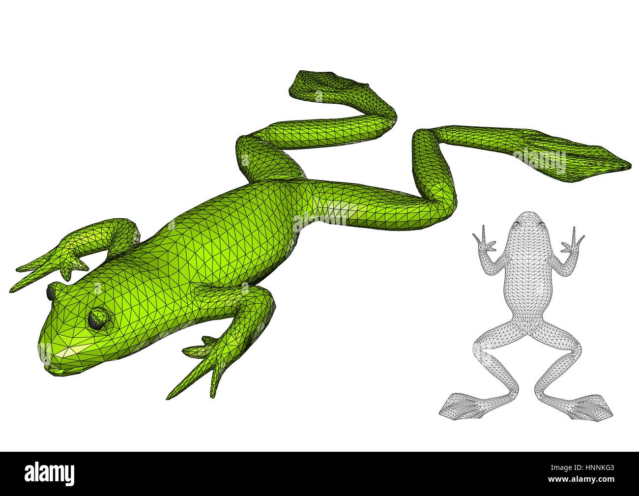 frog on white. two abstract toad isolated Stock Vector Image & Art - Alamy