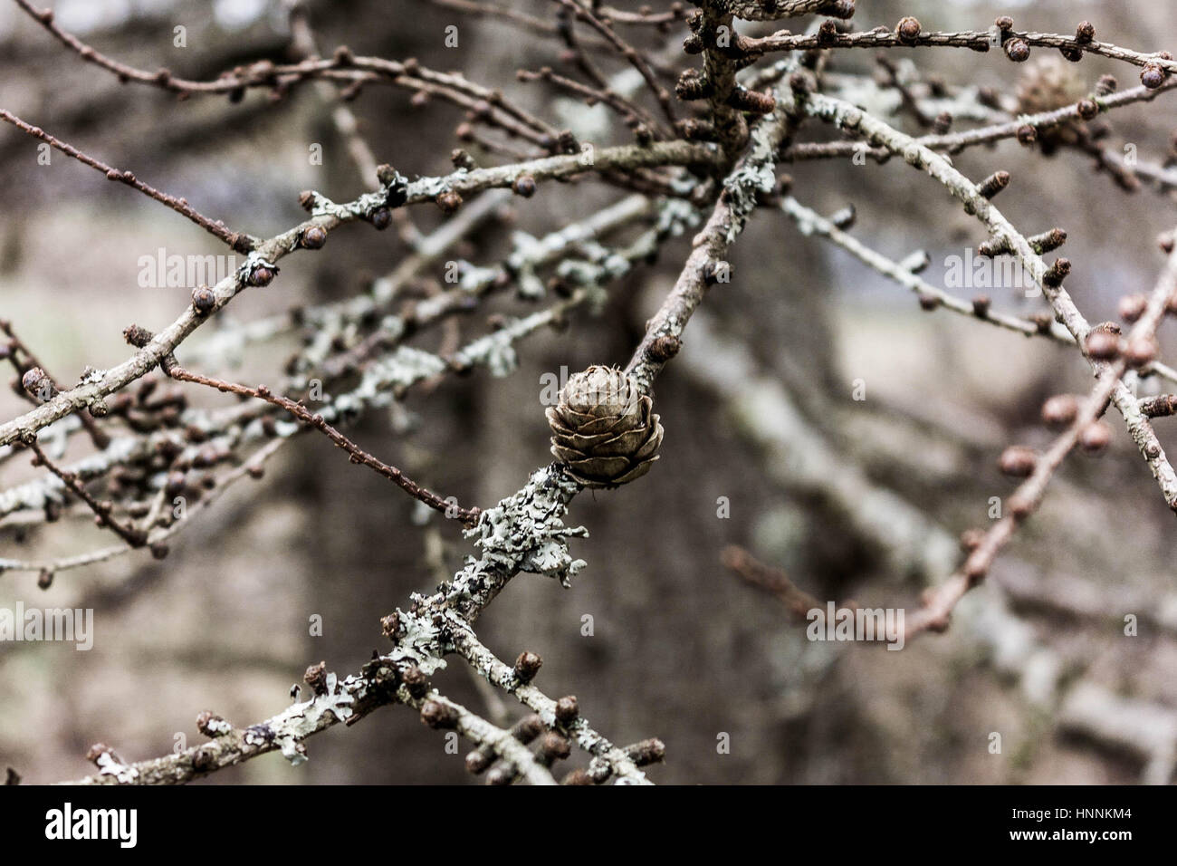 Tree cone hi-res stock photography and images - Alamy