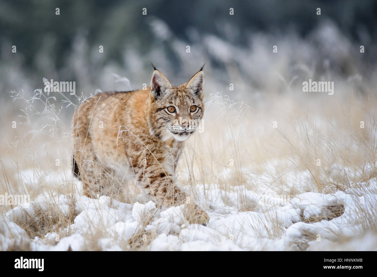 Lynx cub walking snow hi-res stock photography and images - Alamy