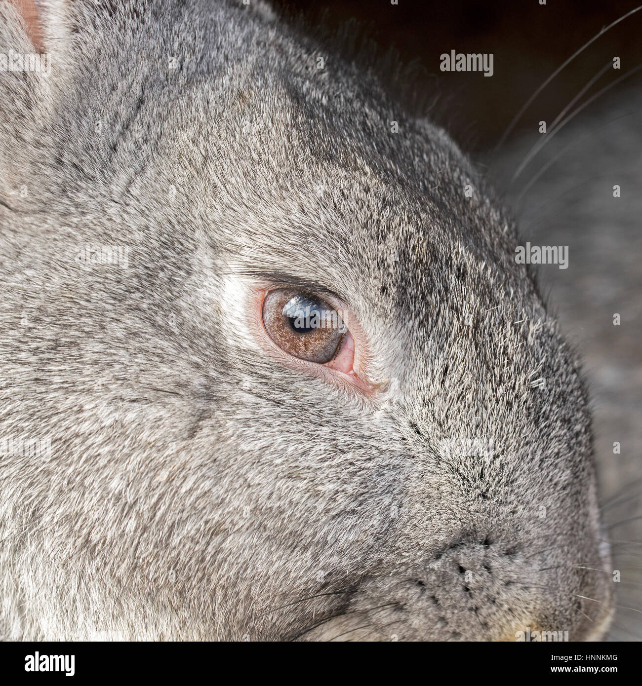 Portrait of gray rabbit Stock Photo - Alamy