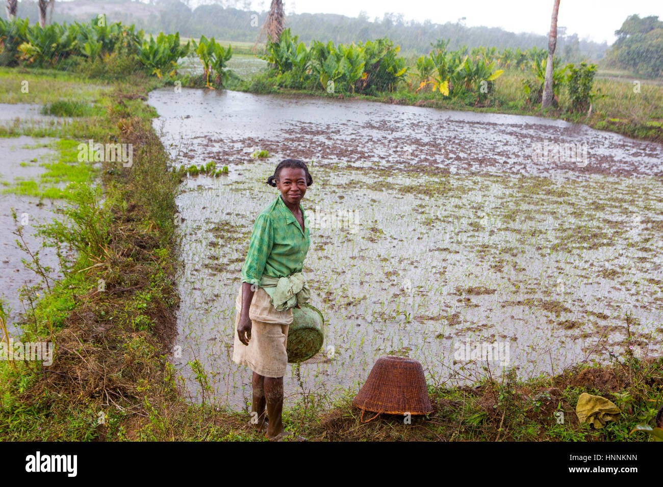 Old malagasy woman working on the rice field in Madagascar in the rain ...