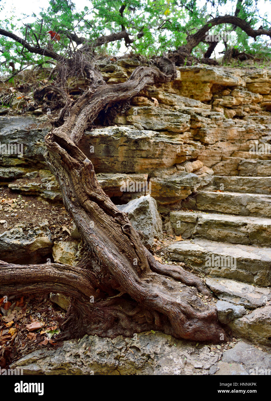Dead juniper tree hi-res stock photography and images - Alamy