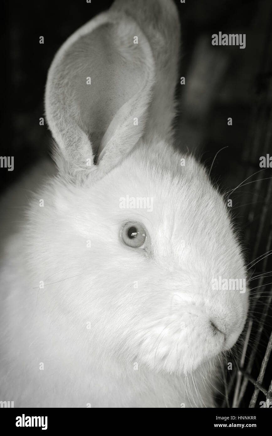 Portrait of the white rabbit Stock Photo - Alamy