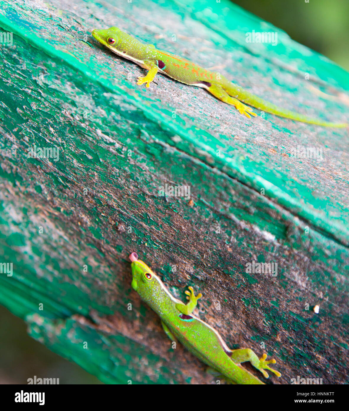 Madagascar day geckos hi-res stock photography and images - Alamy