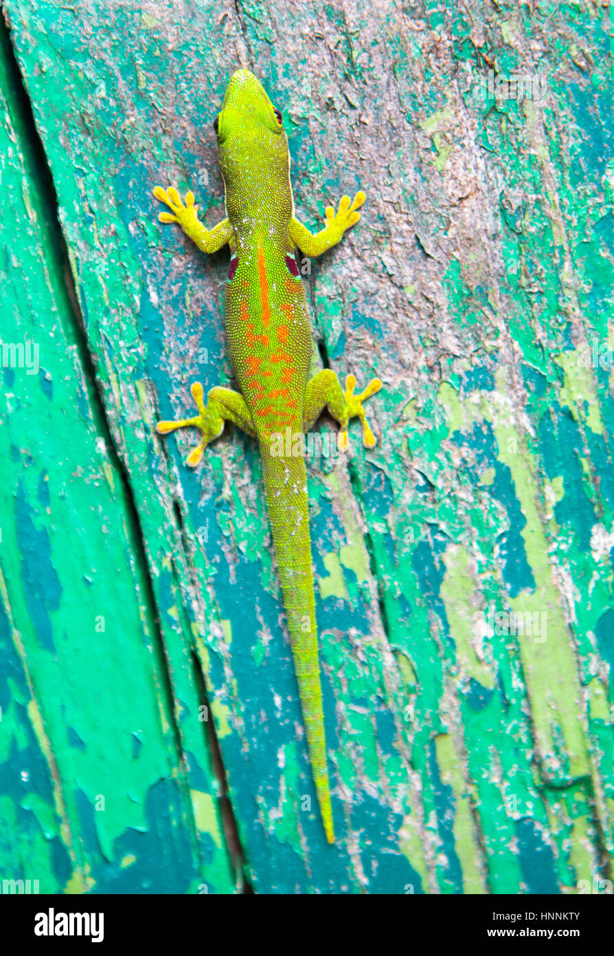 Gecko climbing hi-res stock photography and images - Alamy
