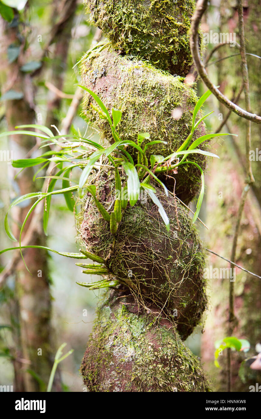 Madagascar forest hi-res stock photography and images - Alamy
