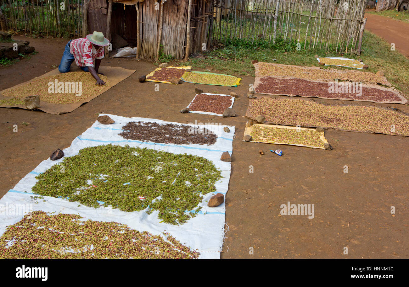 Drying cloves sun hi-res stock photography and images - Alamy