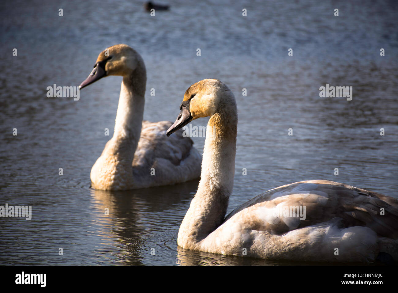 Cygnet swans hi-res stock photography and images - Alamy