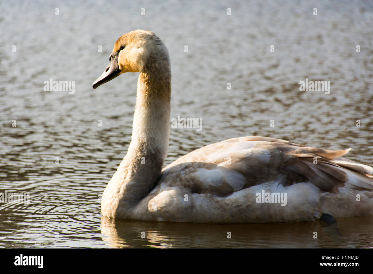 a cygnet swan Stock Photo - Alamy