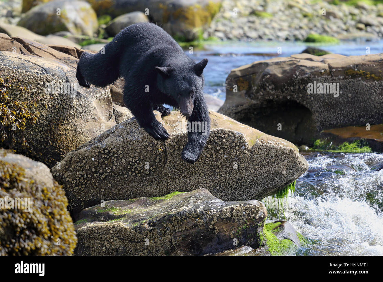 Wild Black Bear Ursus Americanus On Rocky Beach Clambering Through