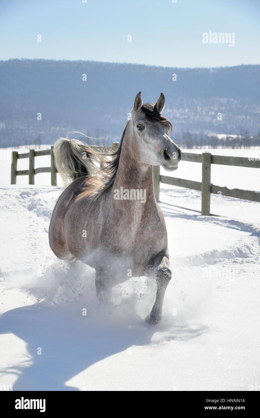 An Arabian Roan mare, a horse corralled in a farm field of fresh powder ...