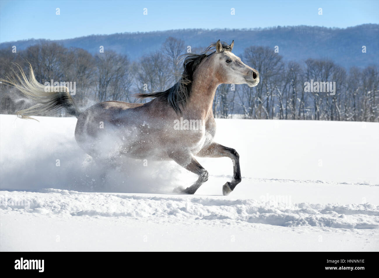 Roan horse hi-res stock photography and images - Alamy