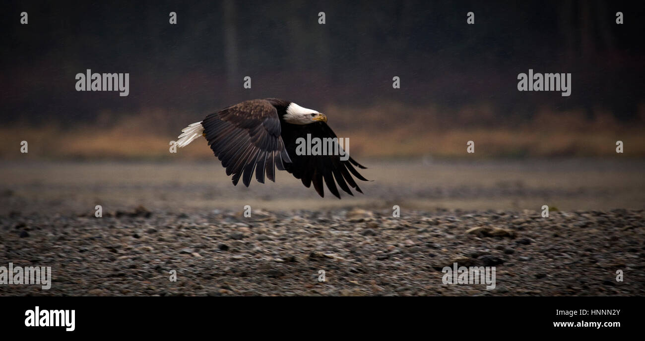 Close-up of Bald eagle flying over field Stock Photo - Alamy