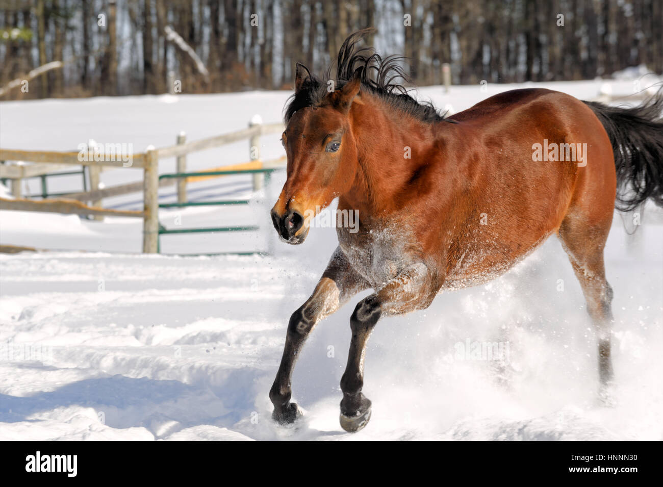 Arabian Horse Bucking