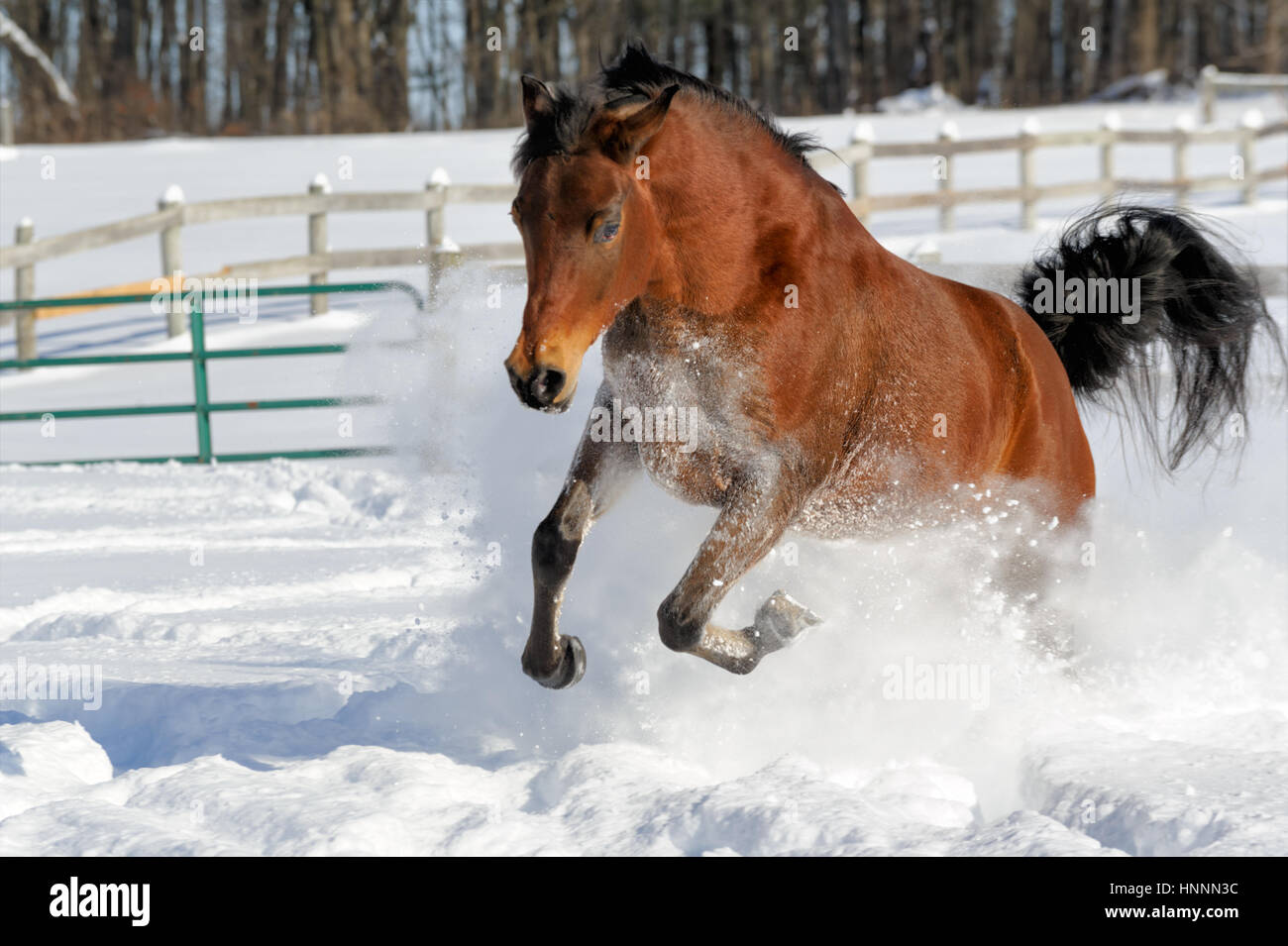 Exuberant Arabian Bay horse running and bucking in deep powder snow in ...
