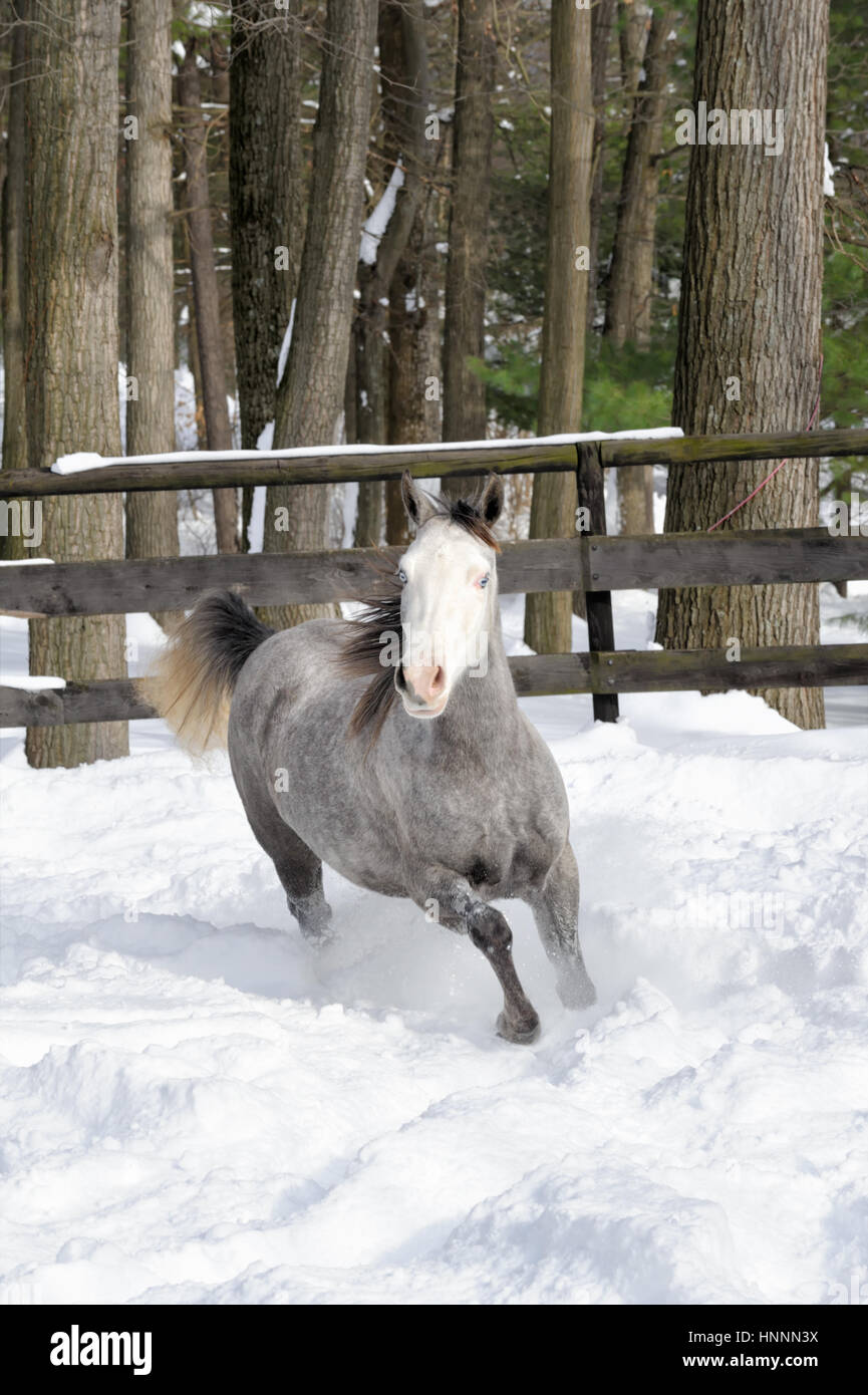 A dappled-grey horse with a black mane, white face and mystical blue eyes in a corralled pasture ...