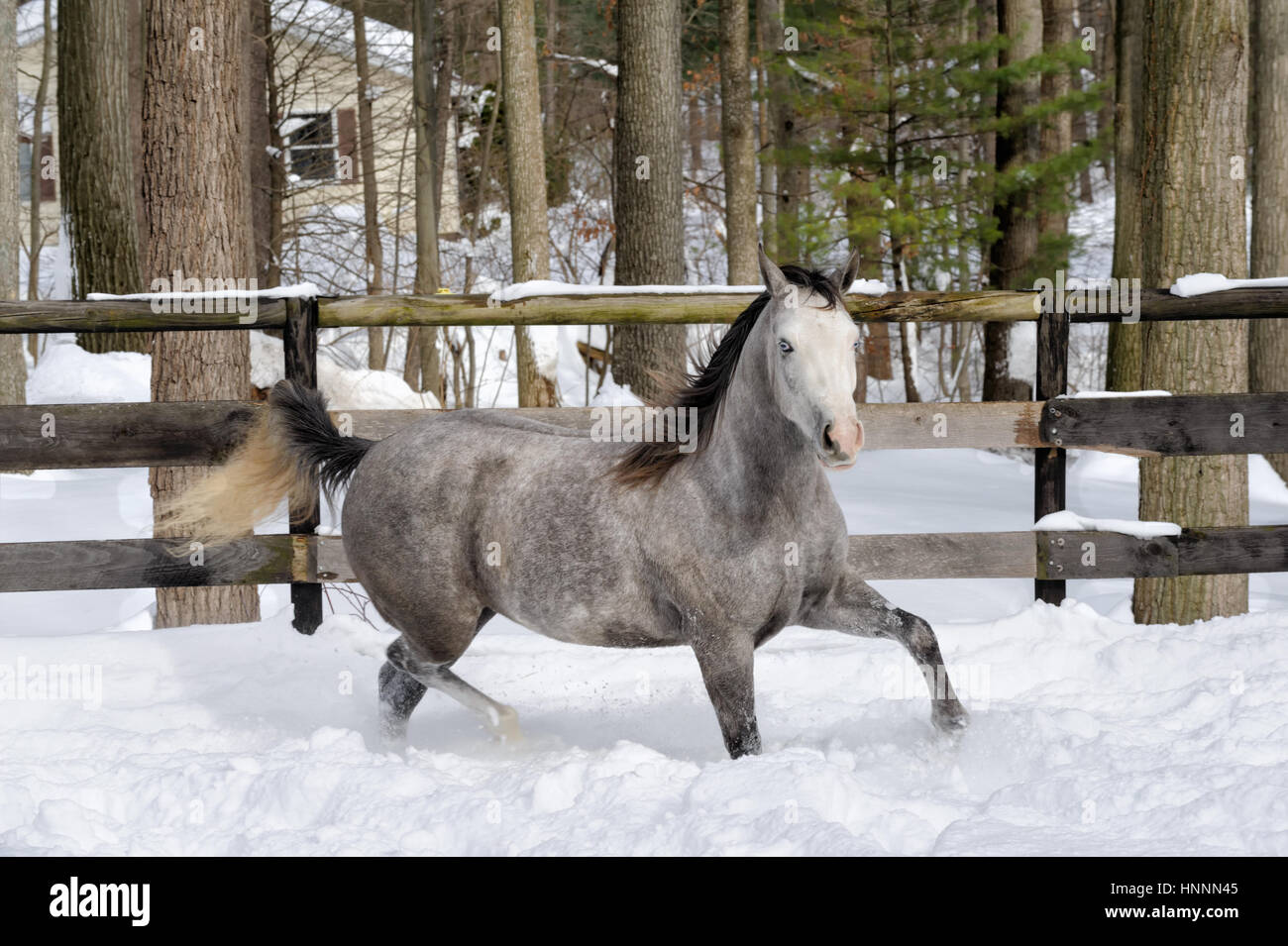 Dappled Grey Horse High Resolution Stock Photography and Images - Alamy