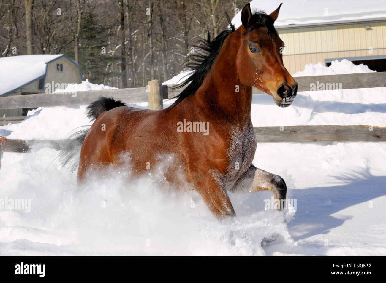 Exuberant arabian bay horse running hi-res stock photography and images ...