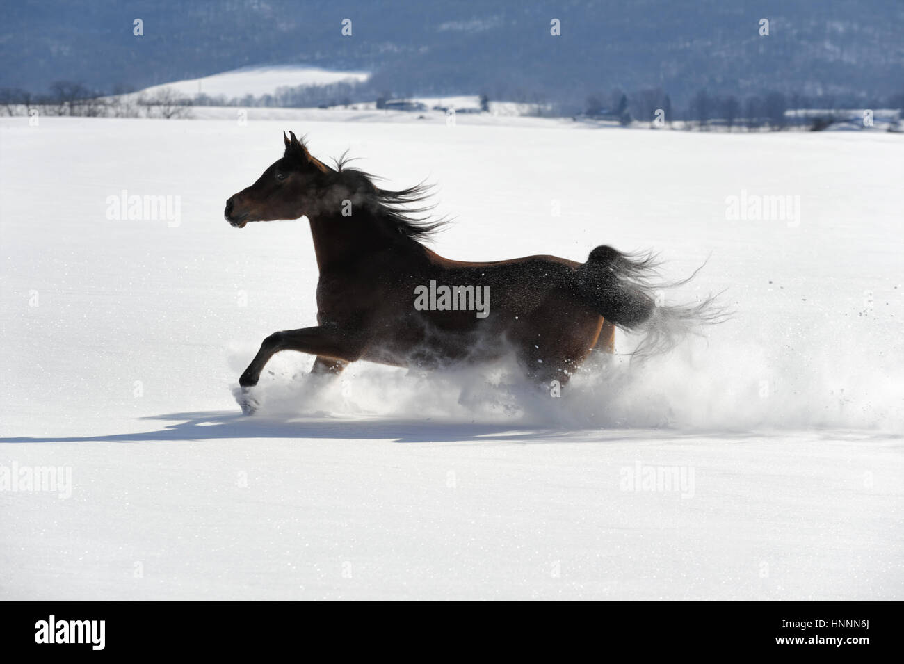 Black Quarter Horse Stallion Running