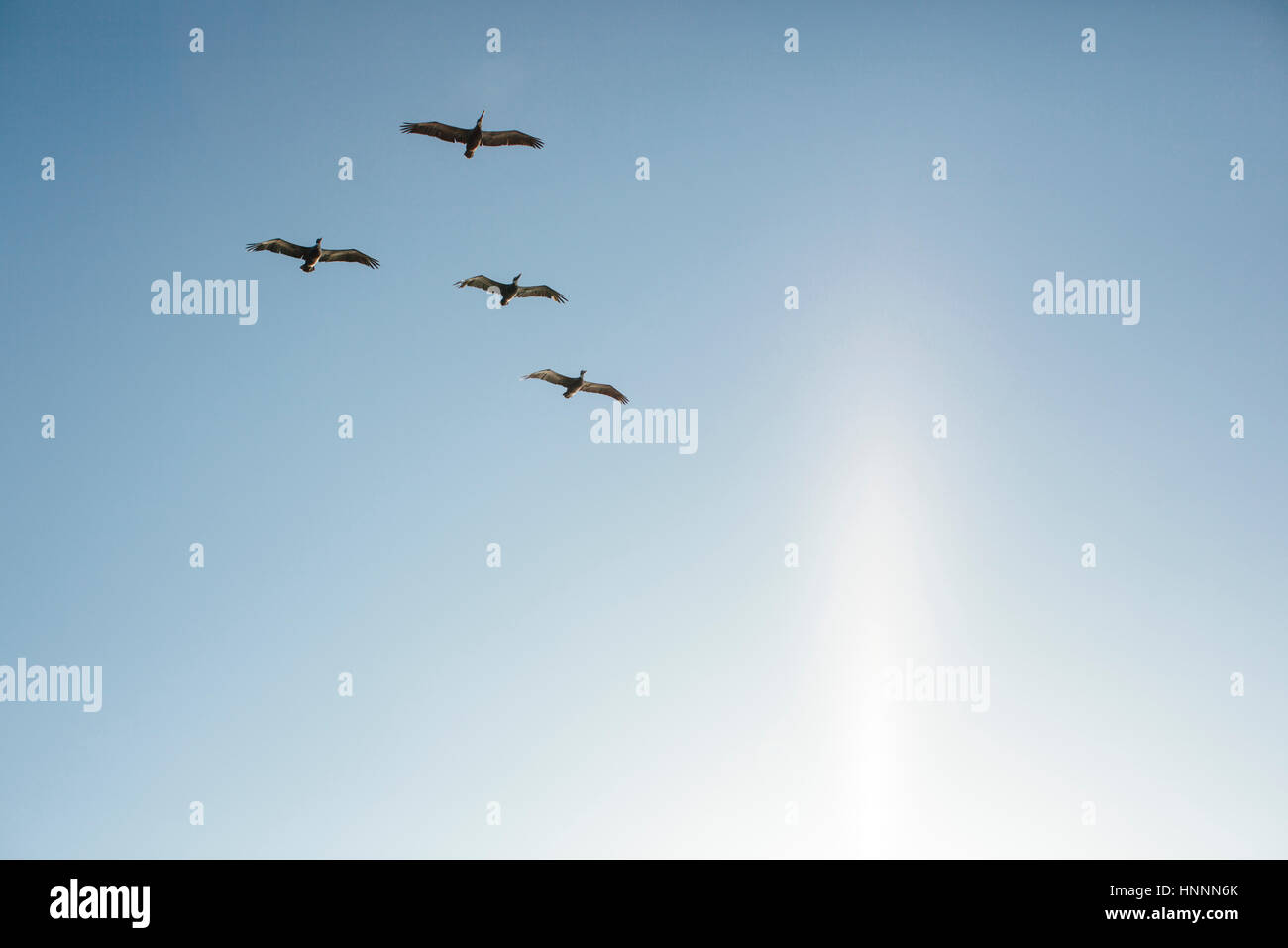 Low angle view of birds flying in sky Stock Photo - Alamy