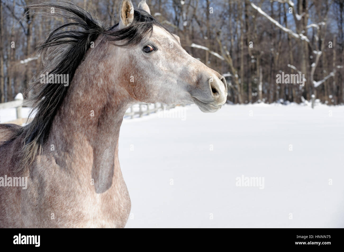 Horse running past camera in close up, against winter snow background ...