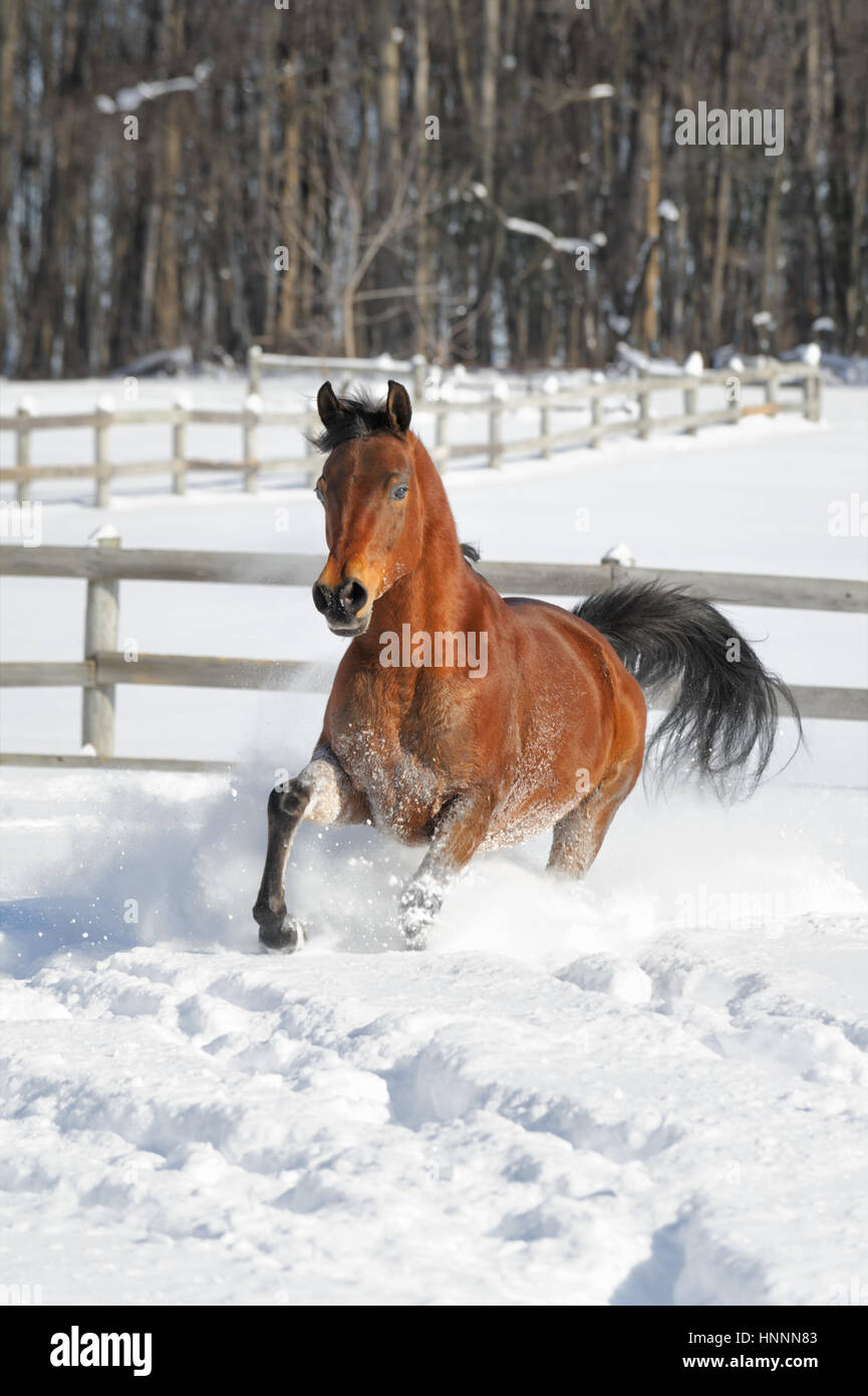 Exuberant Arabian Bay horse running and bucking in deep powder snow in ...