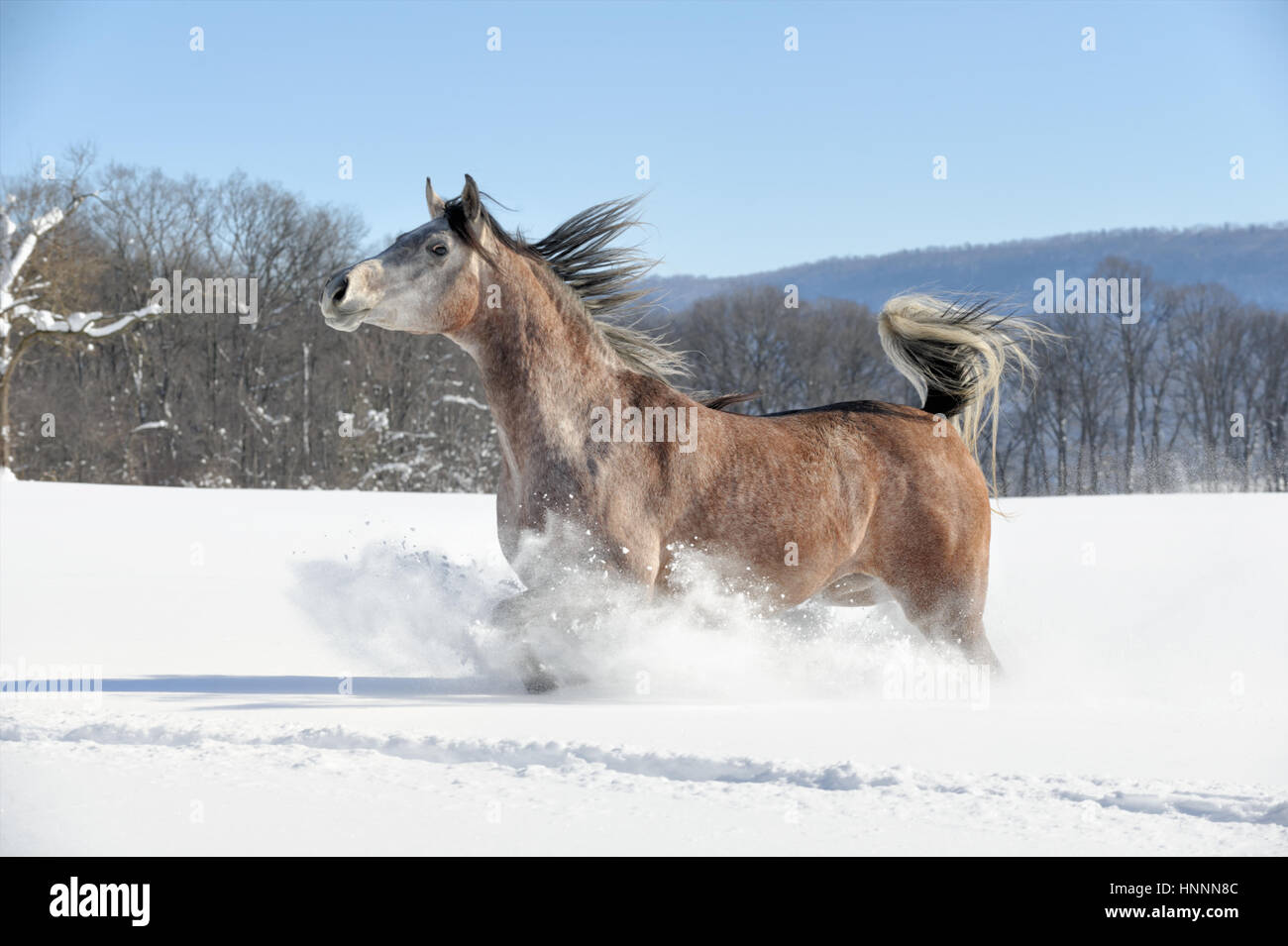 Horse running in powder snow and full sunlight, a beautiful Arabian ...